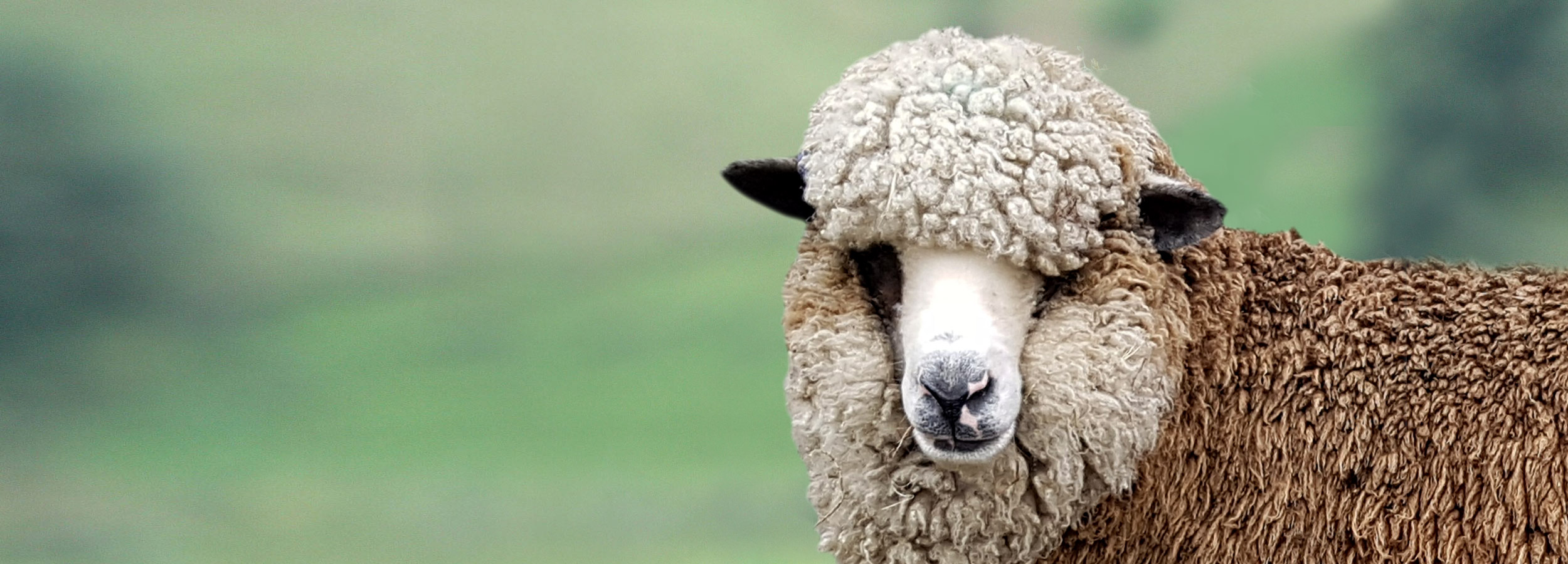 Home - Black and Coloured Sheep Breeders Association of New Zealand