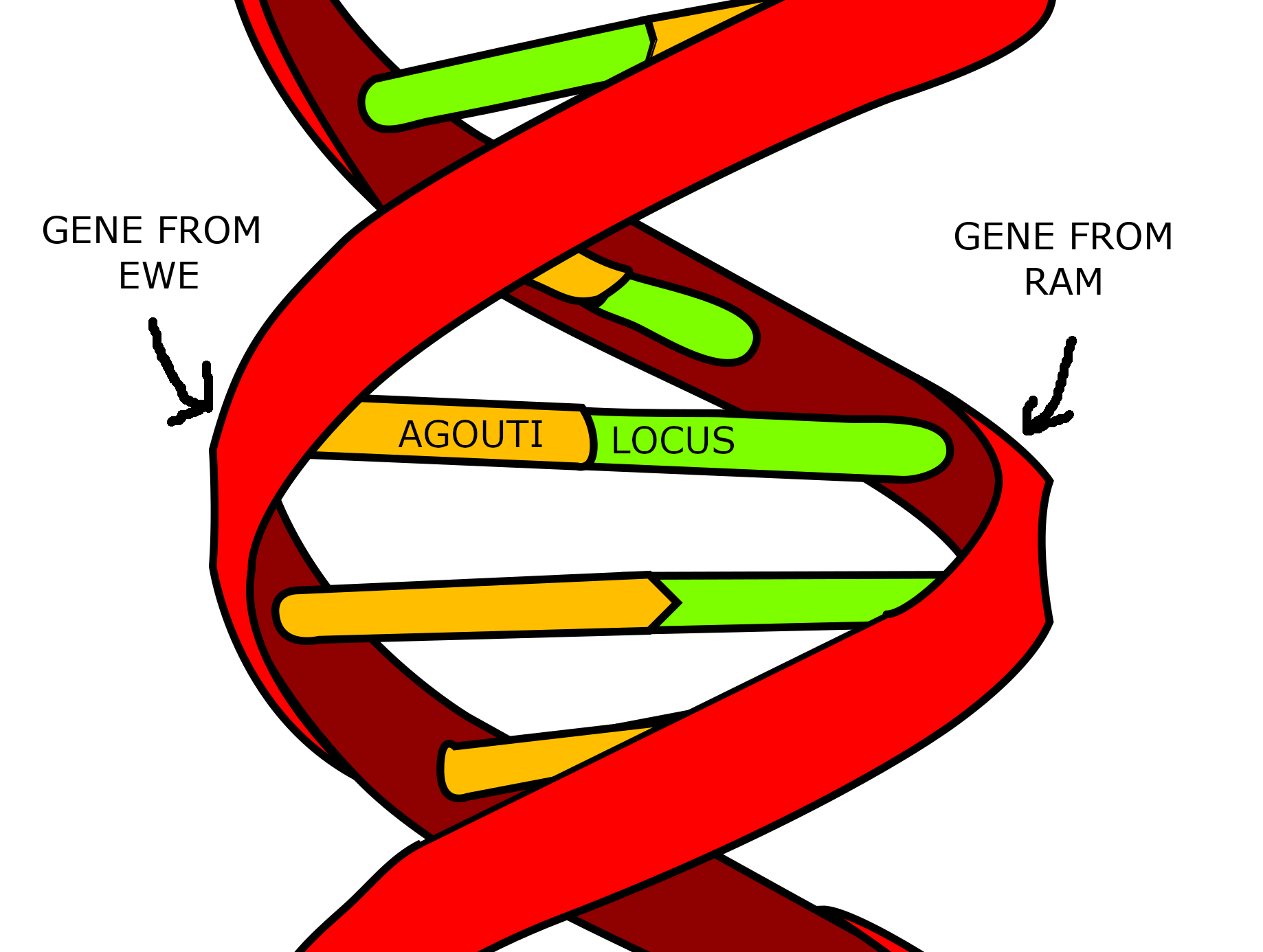 Genetics - How do we get coloured sheep? - Black and Coloured Sheep ...