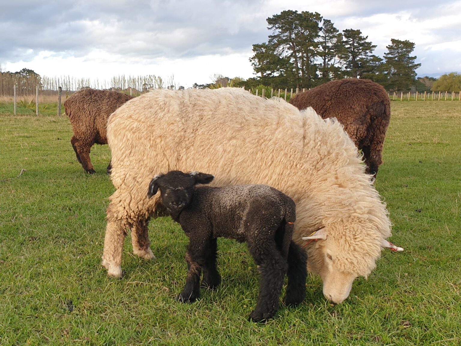 Genetics - How do we get coloured sheep? - Black and Coloured Sheep ...