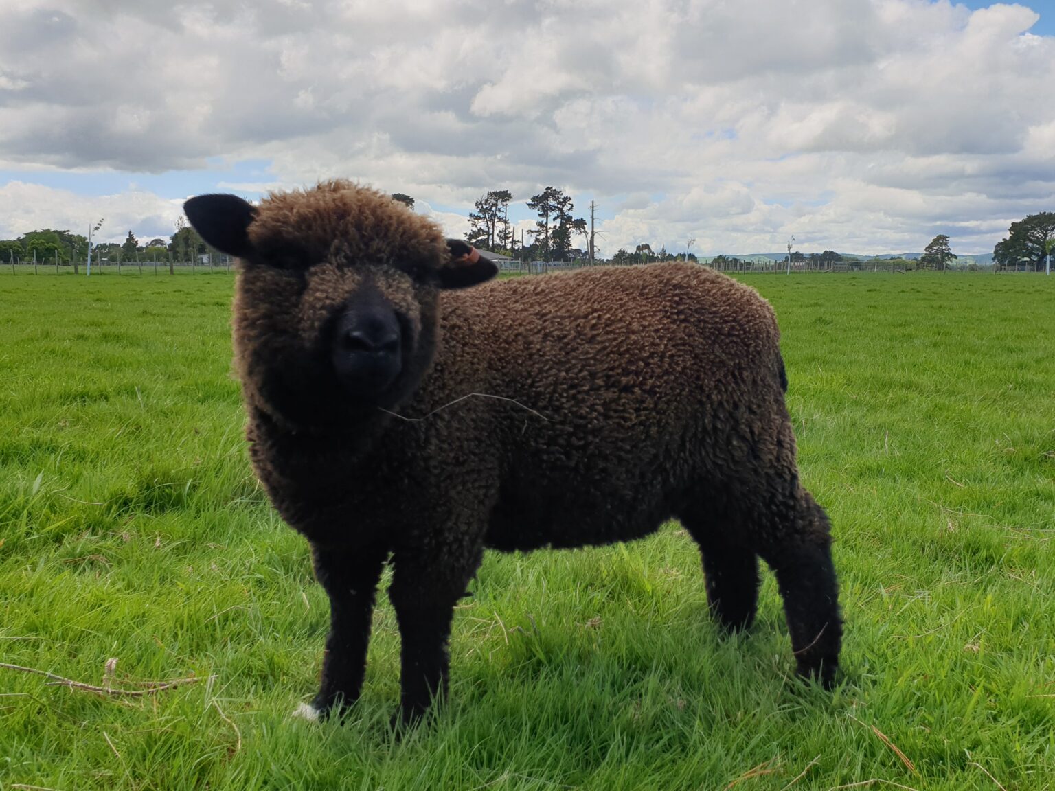 Moustaches, fangs, and nose rings – colour pattern and co-dominance ...