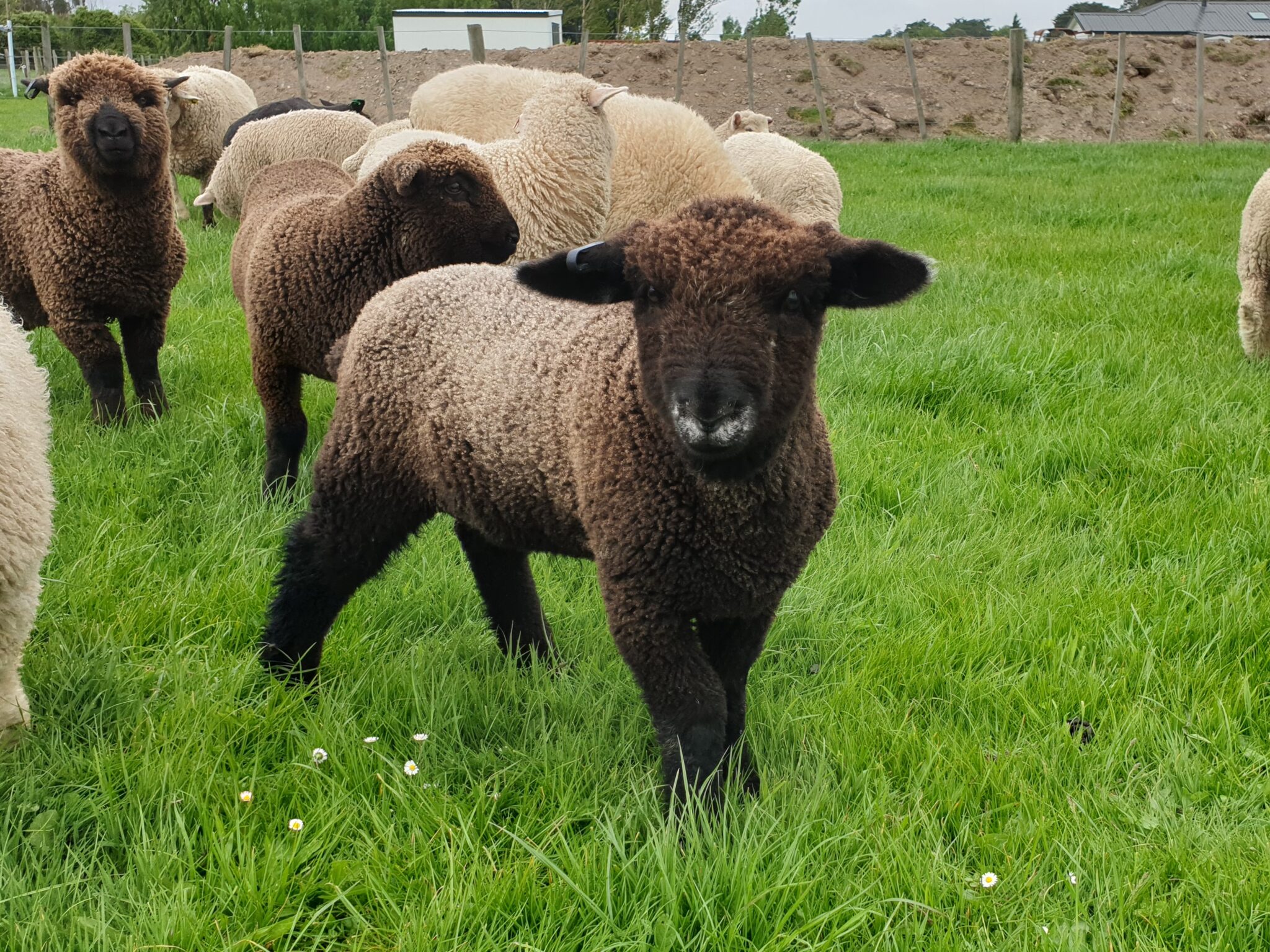 Moustaches, fangs, and nose rings – colour pattern and co-dominance ...