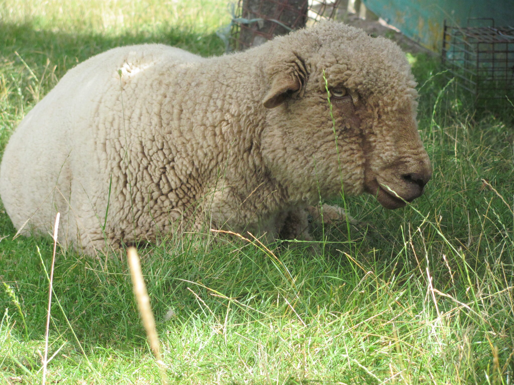 My Human Pet Sheep - Black and Coloured Sheep Breeders Association of ...