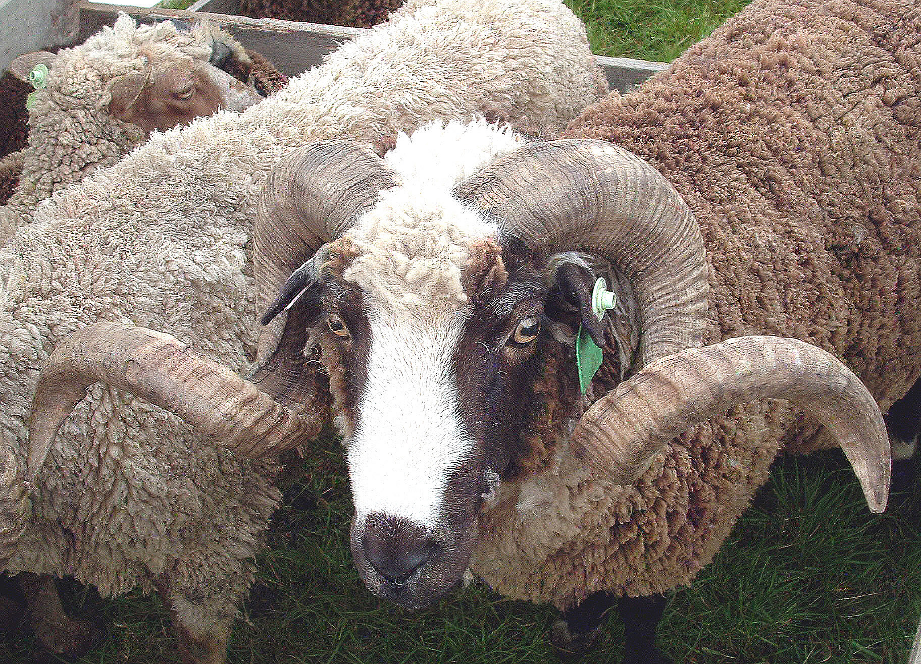 Genetics - Breaking the Rules - Black and Coloured Sheep Breeders ...