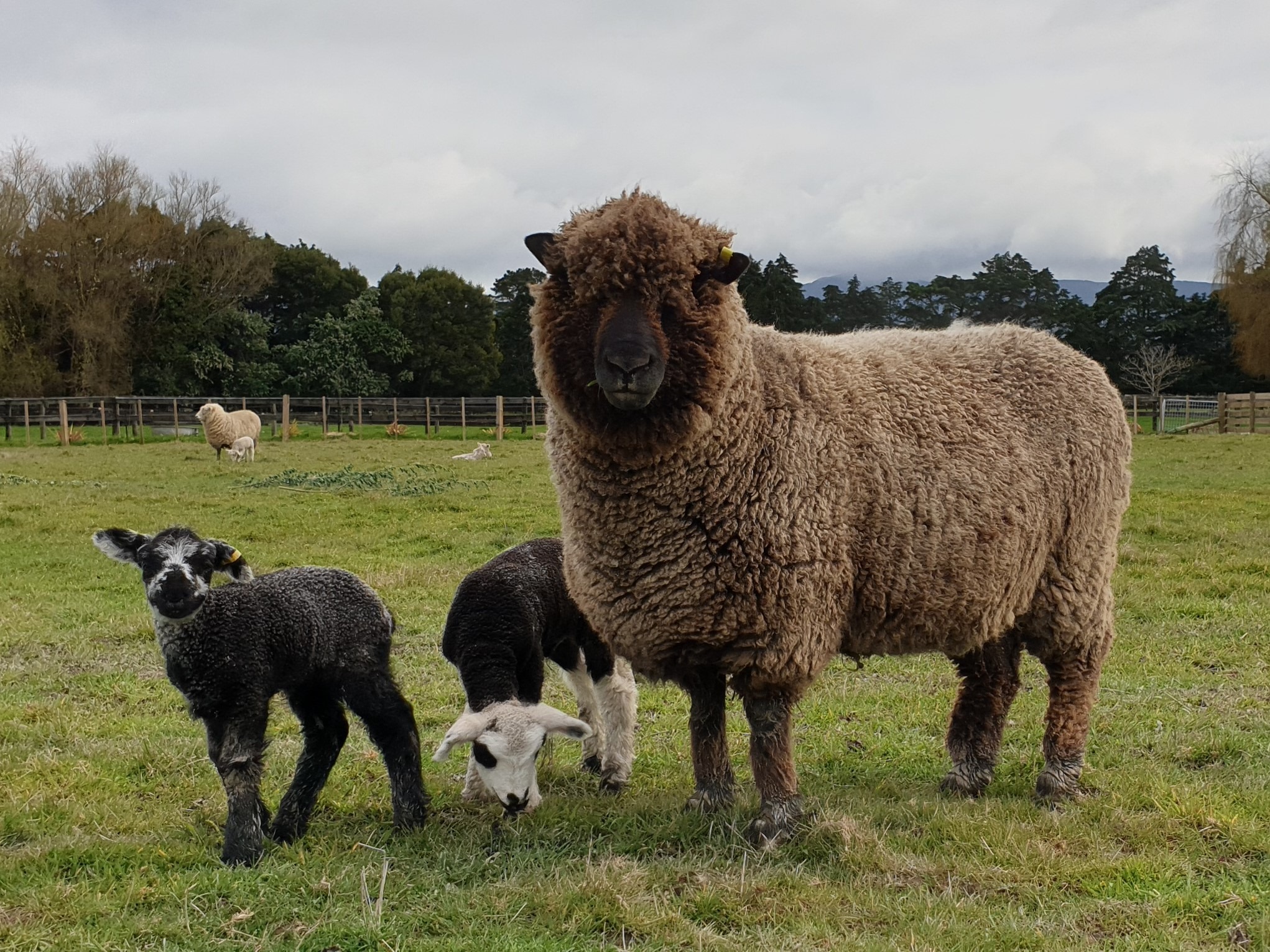 Genetics - Why a Brown Spotted Lamb is Like the Holy Grail - Black and ...