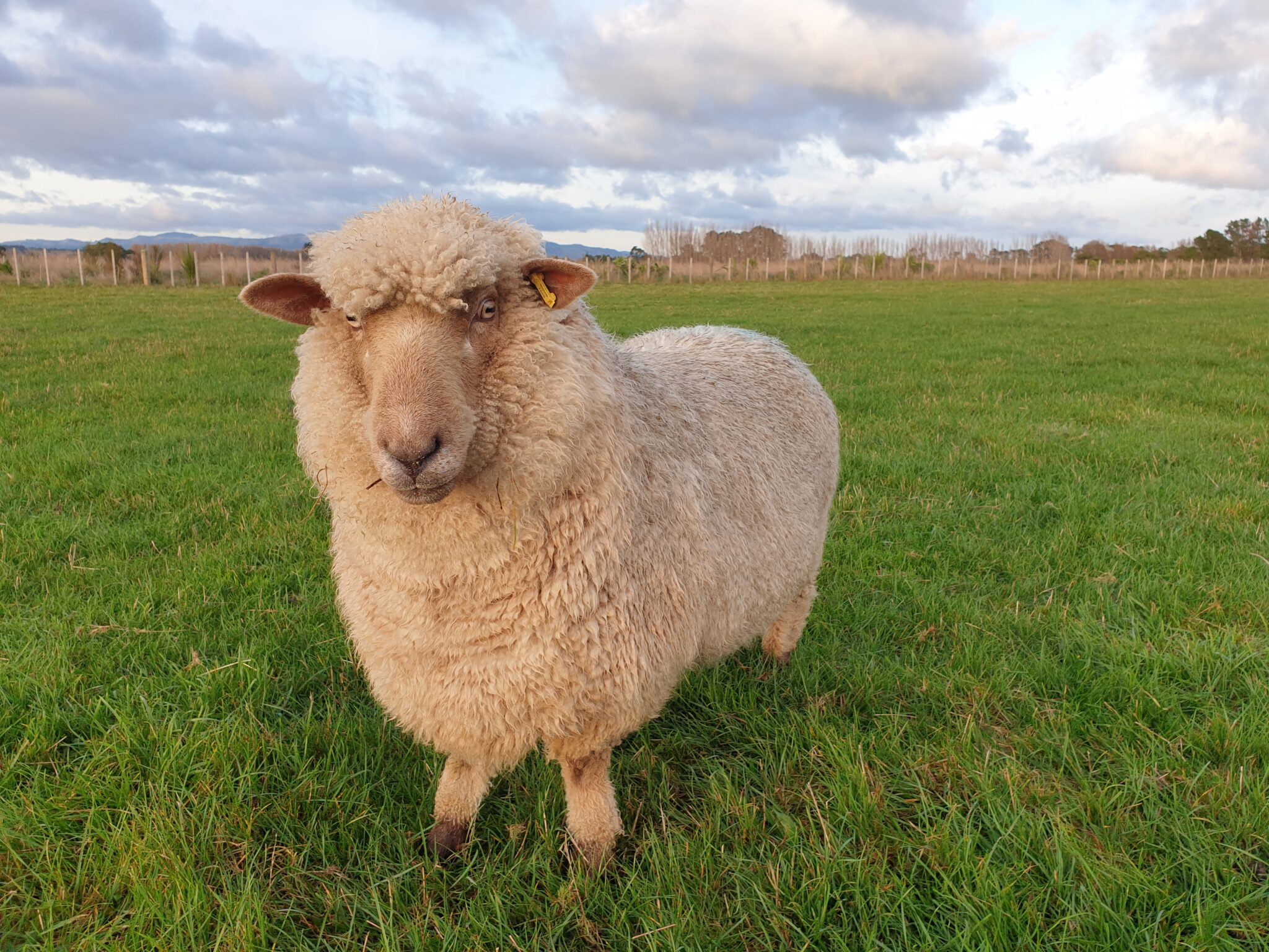 Genetics - Why a Brown Spotted Lamb is Like the Holy Grail - Black and ...