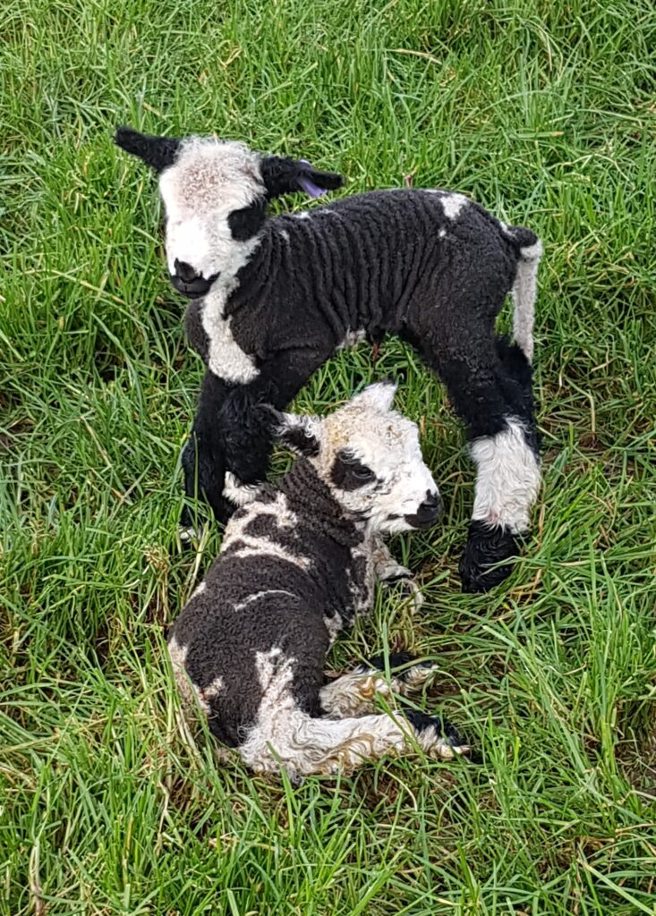 Farming Corriedales in Southland, New Zealand - Black and Coloured ...