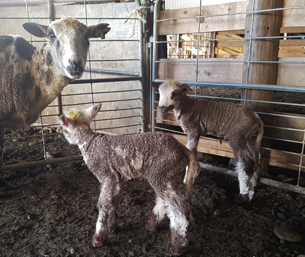 Farming Corriedales in Southland, New Zealand - Black and Coloured ...