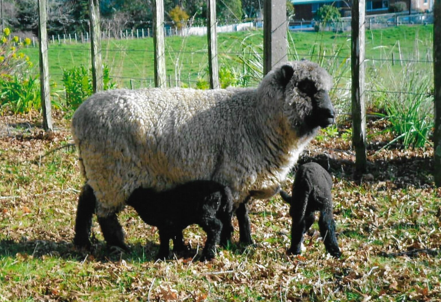 Members' Products & Services - Black and Coloured Sheep Breeders ...
