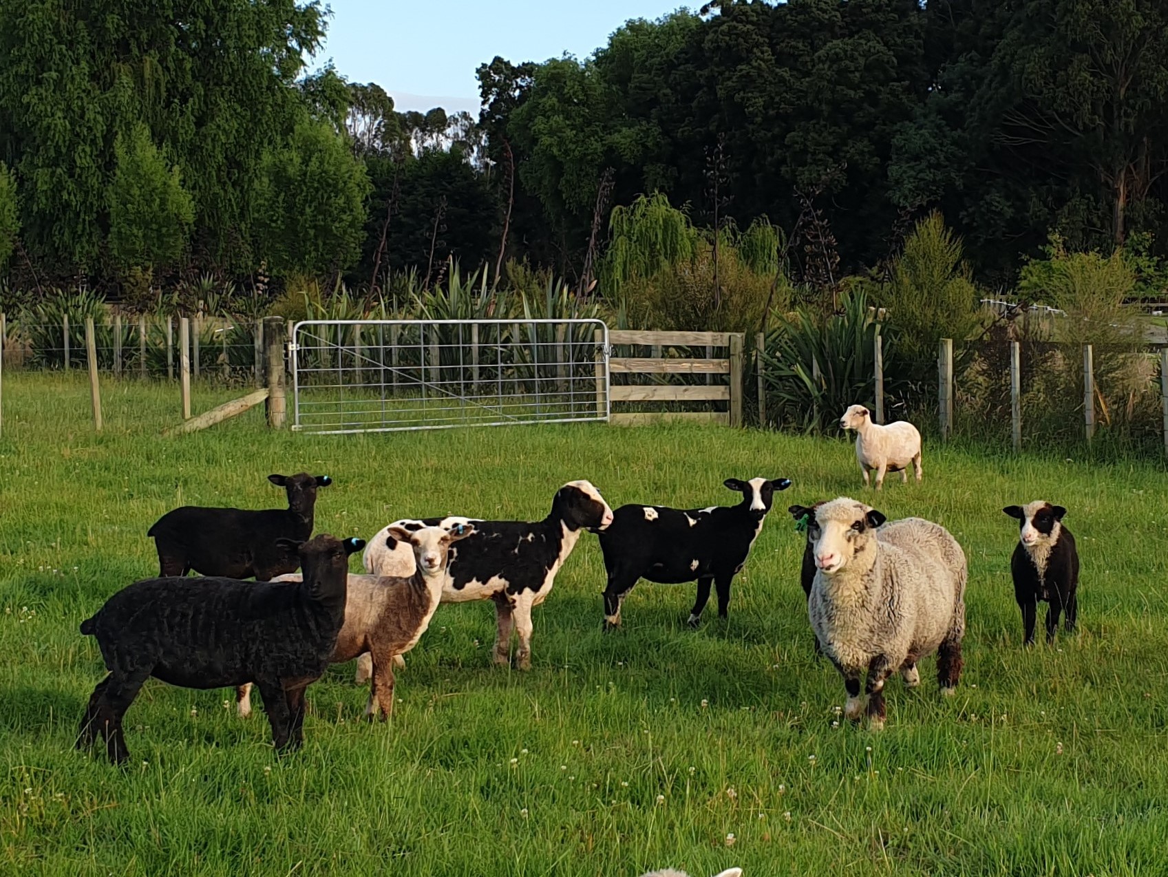 Numbers of Coloured Sheep in New Zealand - Black and Coloured Sheep ...