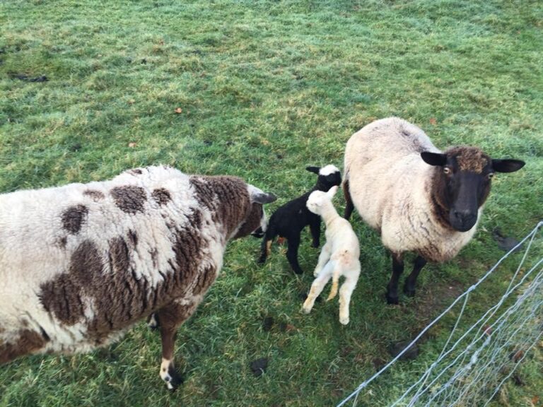 The Challenges of the Extension Dominant Gene - Black and Coloured ...
