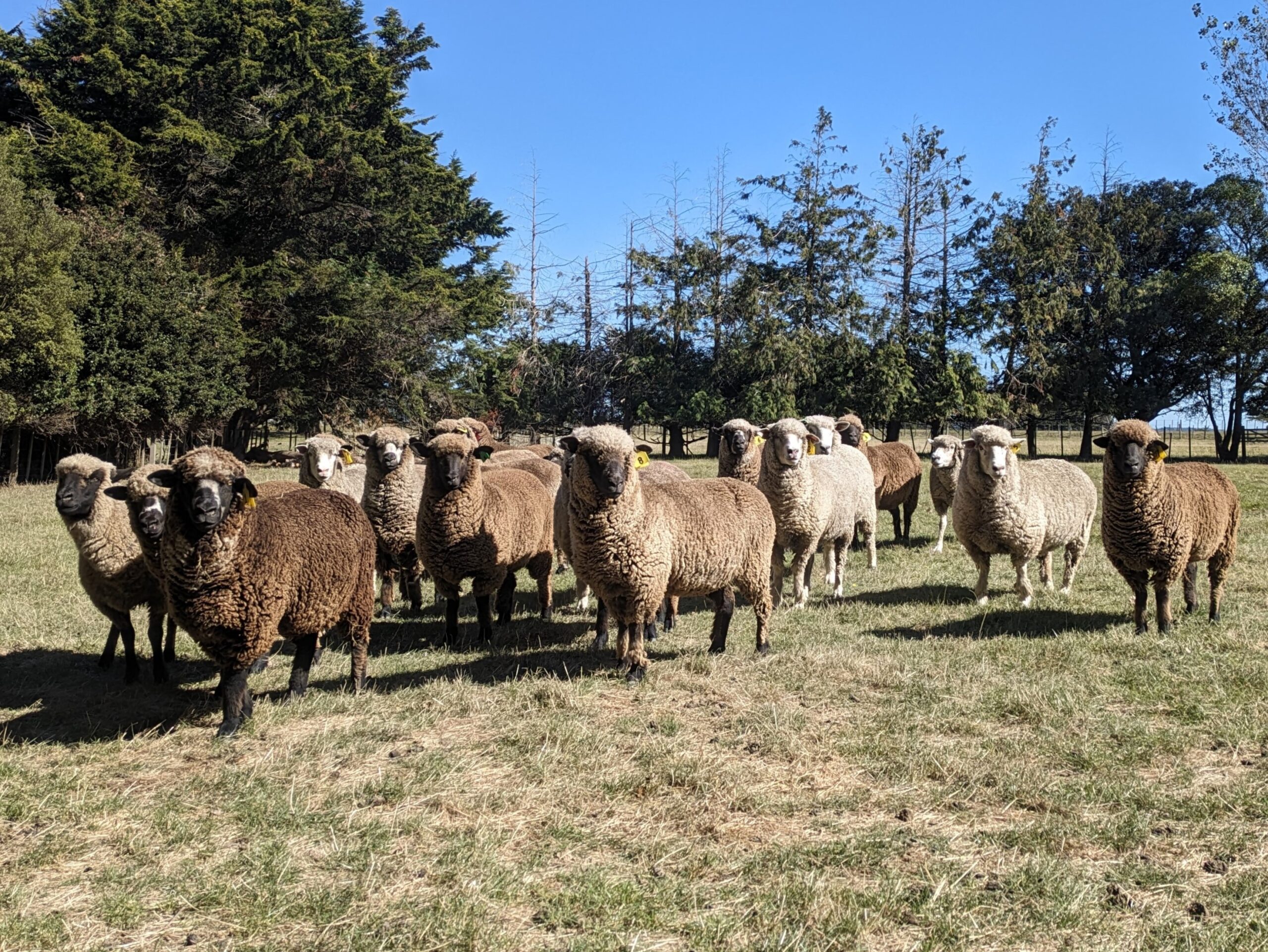 Get ready for the 2025 North Island Black and Coloured Sheep Sale ...